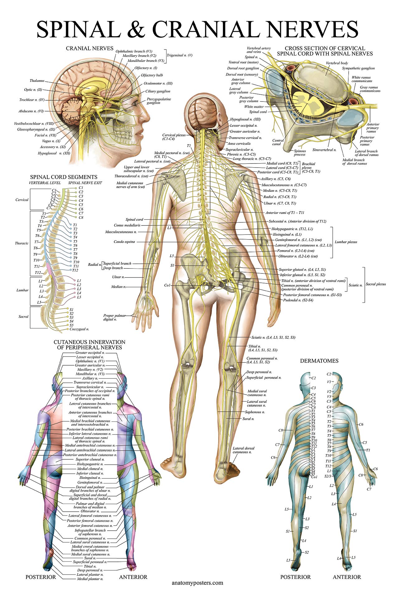 Palace Learning 2 Pack - Spinal Nerves & Nervous System Anatomy Posters - Set of 2 Anatomical Charts - Spine/Nervous - Laminated 18" x 24"