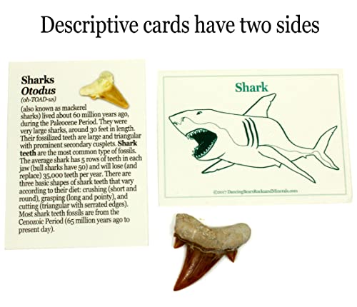 DANCING BEAR Fossil Collection Set, 20 Real Premium Specimens: Trilobite, Ammonite, Fish Fossil, Shark Tooth, Petrified Wood, Dinosaur Bone, Fossil Book, Time Scale, ID Cards, STEM Science Kit