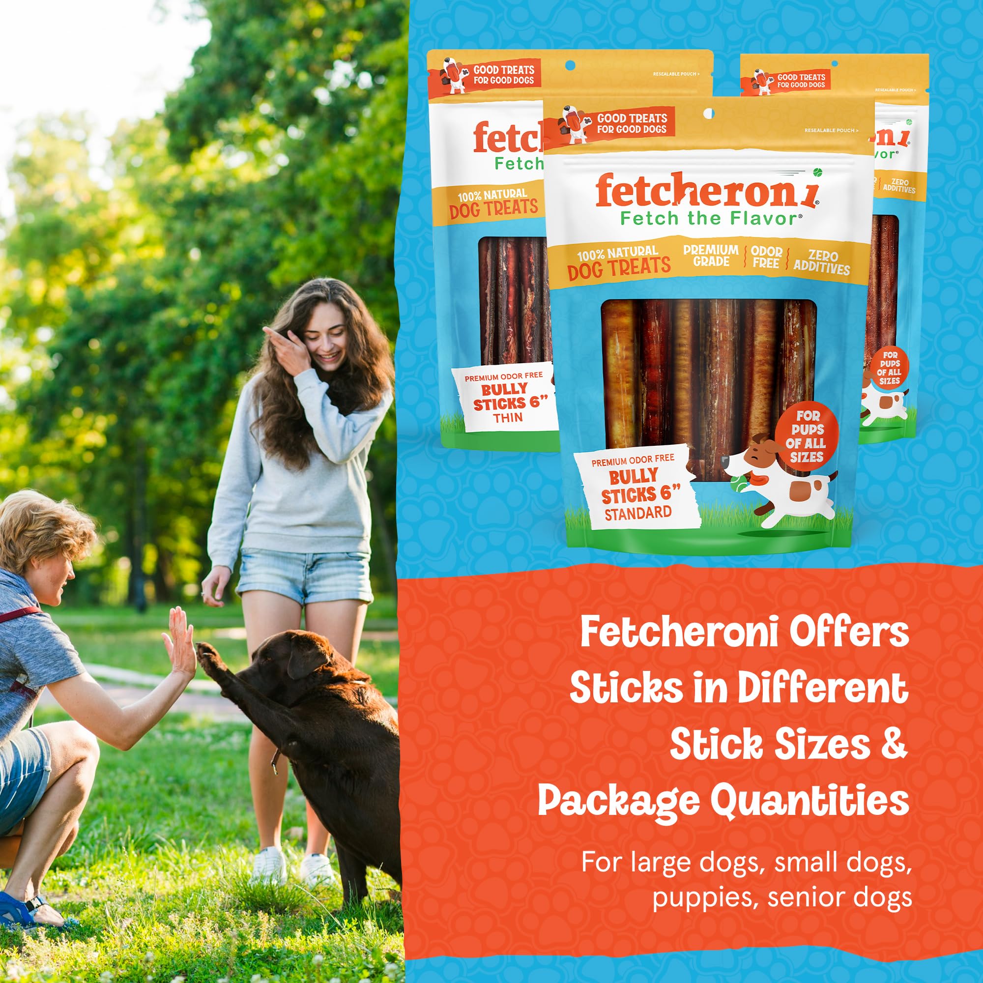 FETCHERONI Large Bully Sticks for Dogs - 100% Beef Tasty Natural Flavor - Fully Digestible Dog Chews - Long-Lasting chewing sticks - Bully Sticks Odor Free for Medium and Large Dogs (12 Inch, 10 Pack)