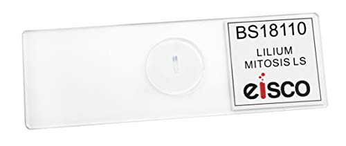 EISCO (Pack of 10) Lilium Mitosis - Prepared Microscope Slides - Classroom Pack, 10 Slides in Storage Case - Biology & Microscopy