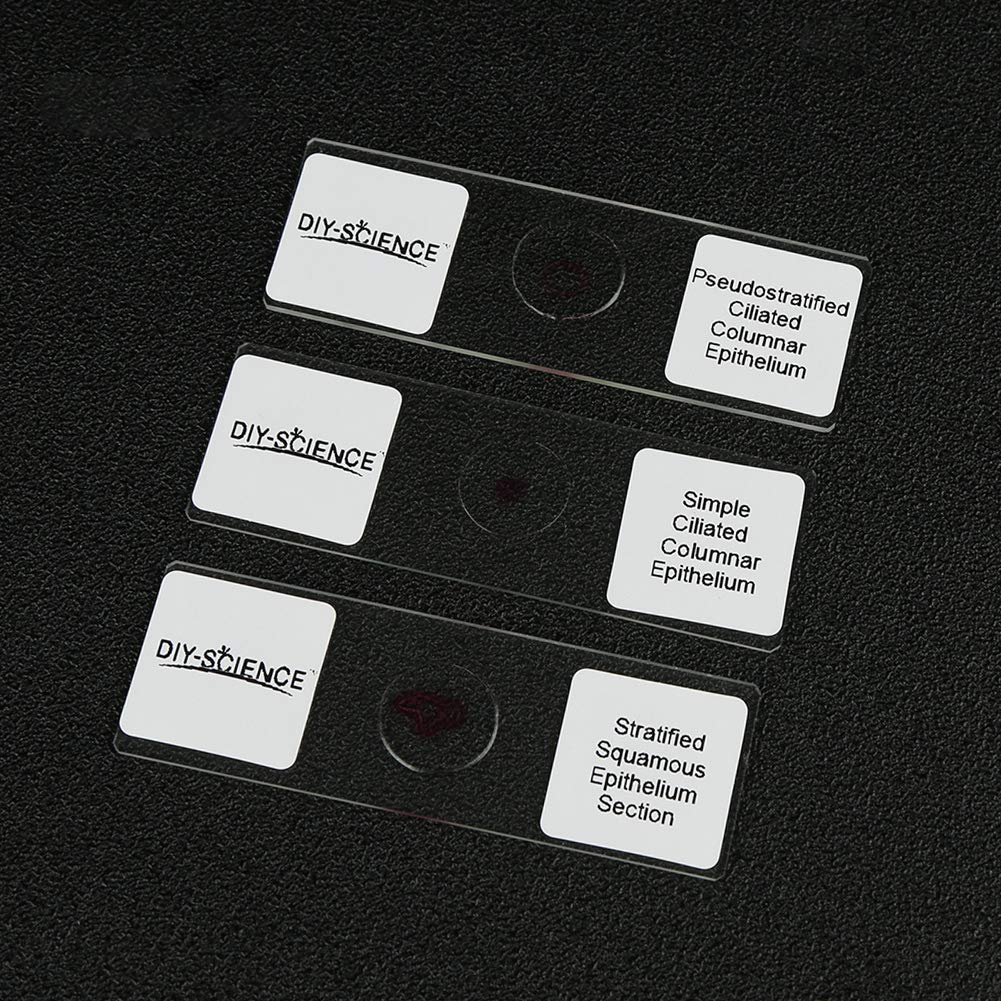 Prepared Epithelium Types Microscope Slides Set, Excellent 11pcs Specimens Representing The Major Types of Epithelium