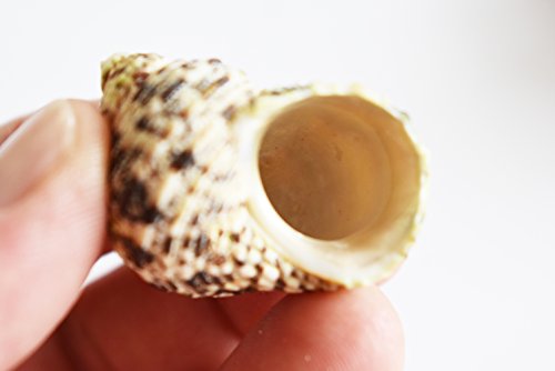 FSG - Select 10 Hermit Crab Shells Deluxe Turbo Changing Seashells Medium 1"-2" Size (Opening Size 1/2" - 1") Beautiful