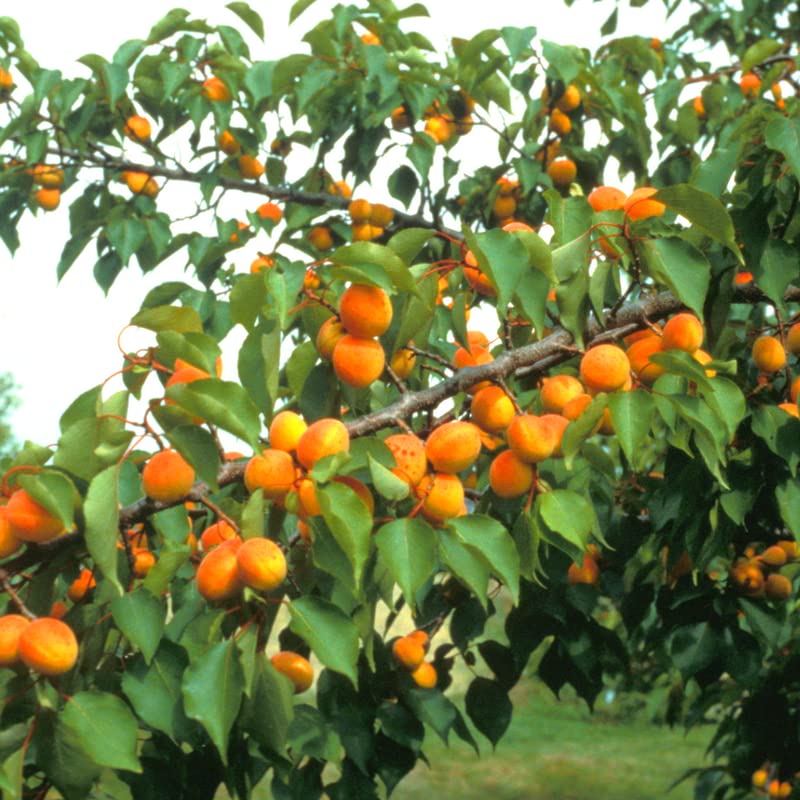 4-5Ft Apricot Tree Sweet Large Tall Grafted Tree for Growing, Fruit Tree