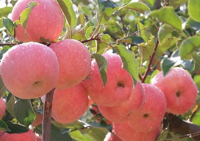 Dwarf Bonsai Apple Tree Seeds - 50 Seeds - Grow Exotic Indoor Fruit Bonsai