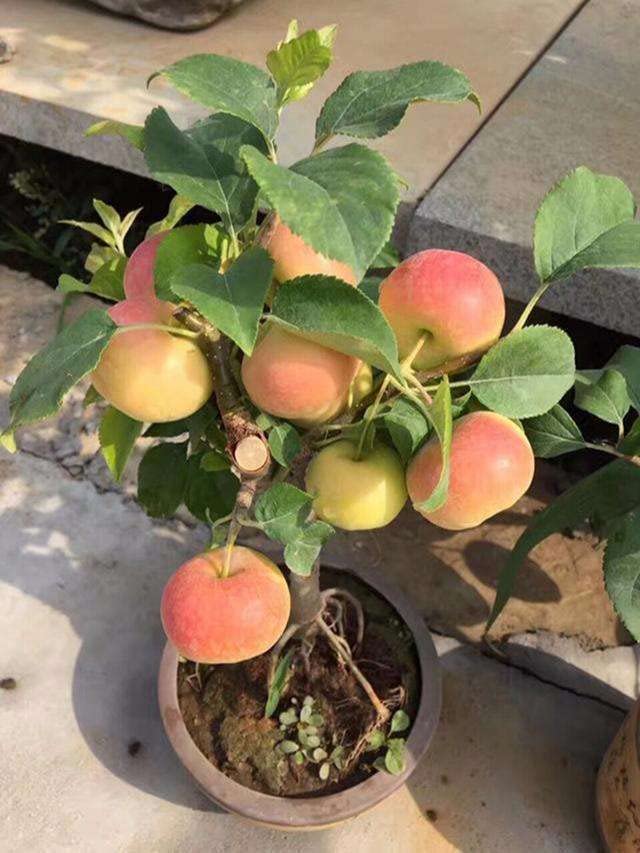 Dwarf Bonsai Apple Tree Seeds - 50 Seeds - Grow Exotic Indoor Fruit Bonsai