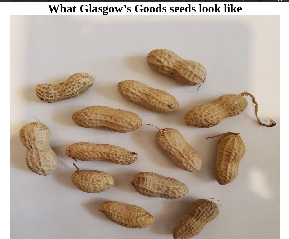 Peanut Seeds - Virginia Jumbo - Organic - 20+ Seeds - Glasgow's Goods