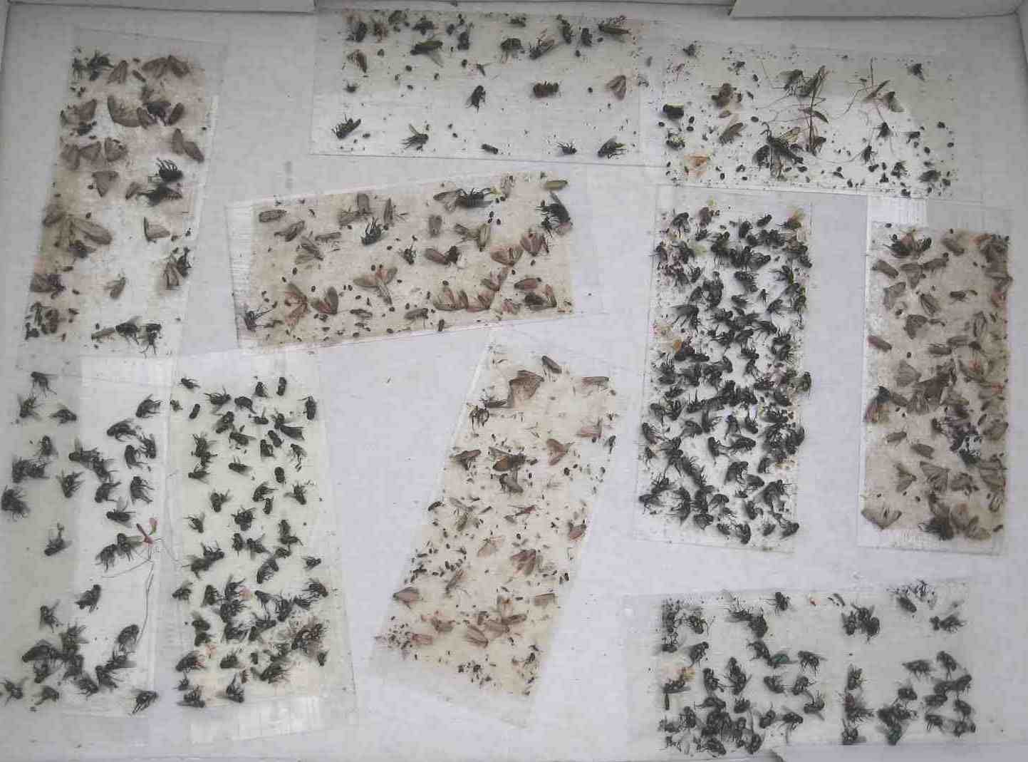 8 pk Economy All Insect Traps/Glue Boards/Window Strips. Fly, Bees, Wasps, Asian Beetles +
