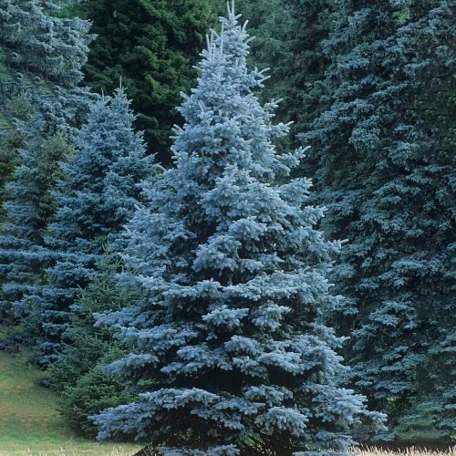 Colorado Blue Spruce Seeds for Planting Bonsai Tree Seeds Non GMO Heirloom for Privacy or Landscaping 50+