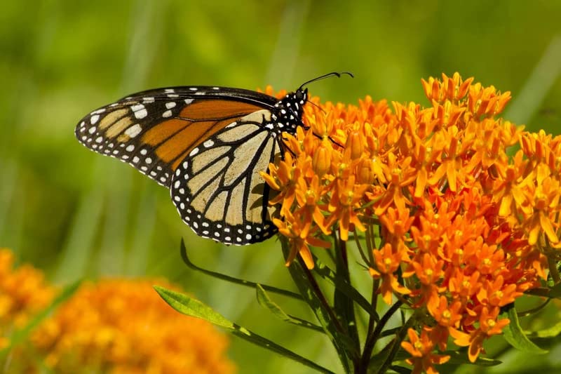 800+ Milkweed Seeds for Monarch Butterflies Heirloom Non-GMO Untreated, Butterfly Milkweed Seeds for Planting Home Garden