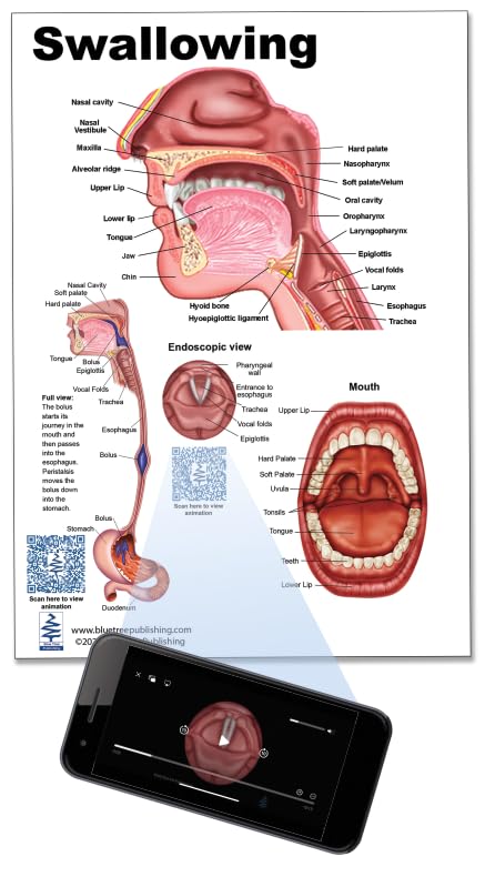 Blue Tree Publishing Swallowing anatomy education With QR Codes to see active animation (A4 laminated chart)