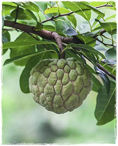 Annona Squamosa Sugar Apple Tree Live Plant Live Sugar Apple Fruits Plant 20 Inc Height for Planting