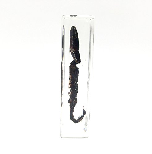 FUNSXBUG Real Black Scorpion Paperweights Specimen for Science Education Paperweight for Book for Office for Desk(4.4x1.6x1.1)