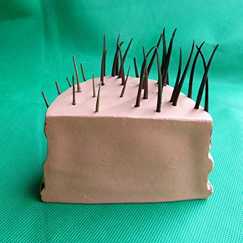 Anatomy Model Skeleton Model Human Skin Anatomical Enlargement Model Hair Follicle Skin Structure Medical Teaching Model
