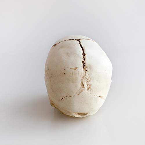 KABAKE Resin Medical Life Size Replica Realistic Human Skull Head Bone Model, Anatomy White Resin Skull High Precision Teaching Tool Halloween Decor
