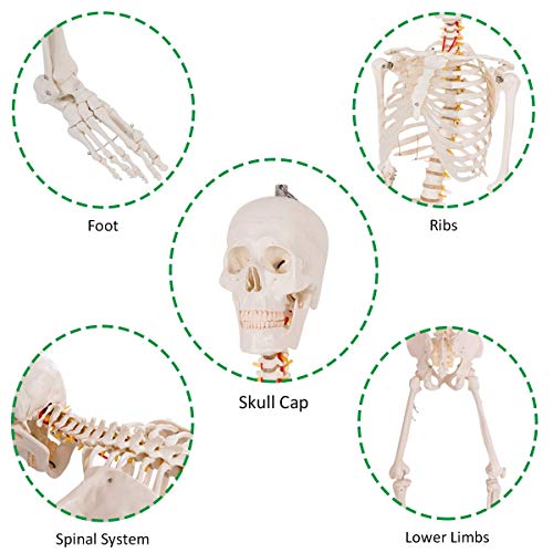 HAPPYGRILL 5.9FT Human Anatomical Anatomy Skeleton Life Size Full Body Skeleton with Rolling Stand for Teaching