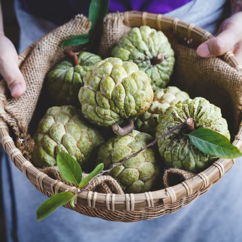 Annona Squamosa Sugar Apple Tree Live Plant Na Dai, Sugar Apple Fruit Tree 8 Inc Tall, Sugar Apple Plant for Planting