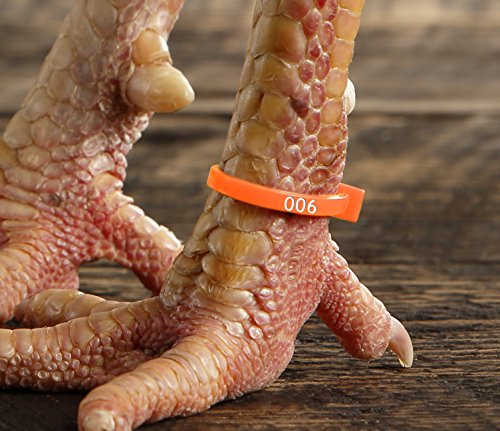 50 ZBand Numbered Poultry Leg Bands Fluorescent ~ Fits Sizes 6 to 14