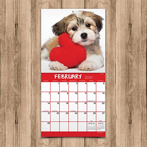 TF PUBLISHING 2021 Puppies Mini Wall Calendar - Animal Photographs with Contacts and Notes Space - Home or Office Planning and Organization in Compact Spaces - Premium Gloss Paper 7"x7"