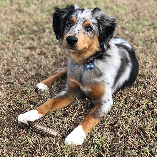 Nature Gnaws Antlers for Dogs - Premium Natural Deer and Elk Antler Chews - Long Lasting Dog Chews for Aggressive Chewers - Mix of Split and Whole