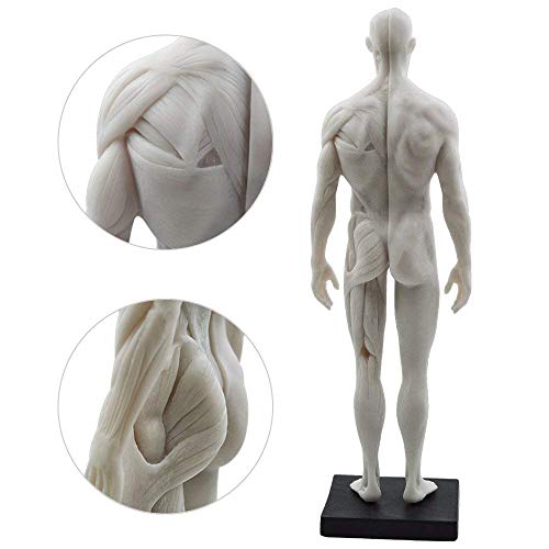 Male Anatomy Figure Ecorche and Skin Model Lab Supplies,Figure Anatomical Reference for Artists (White)