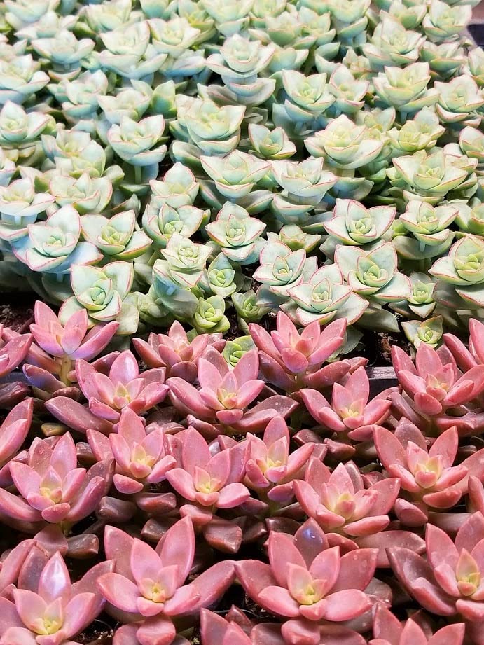 Fat Plants San Diego Premium Cacti and Succulent Potting Mix Soil - for Cactus Palm Tree Citrus Plant Grown in Gardening Containers - Indoors & Outdoors Use - with Natural Food/Fertilizer