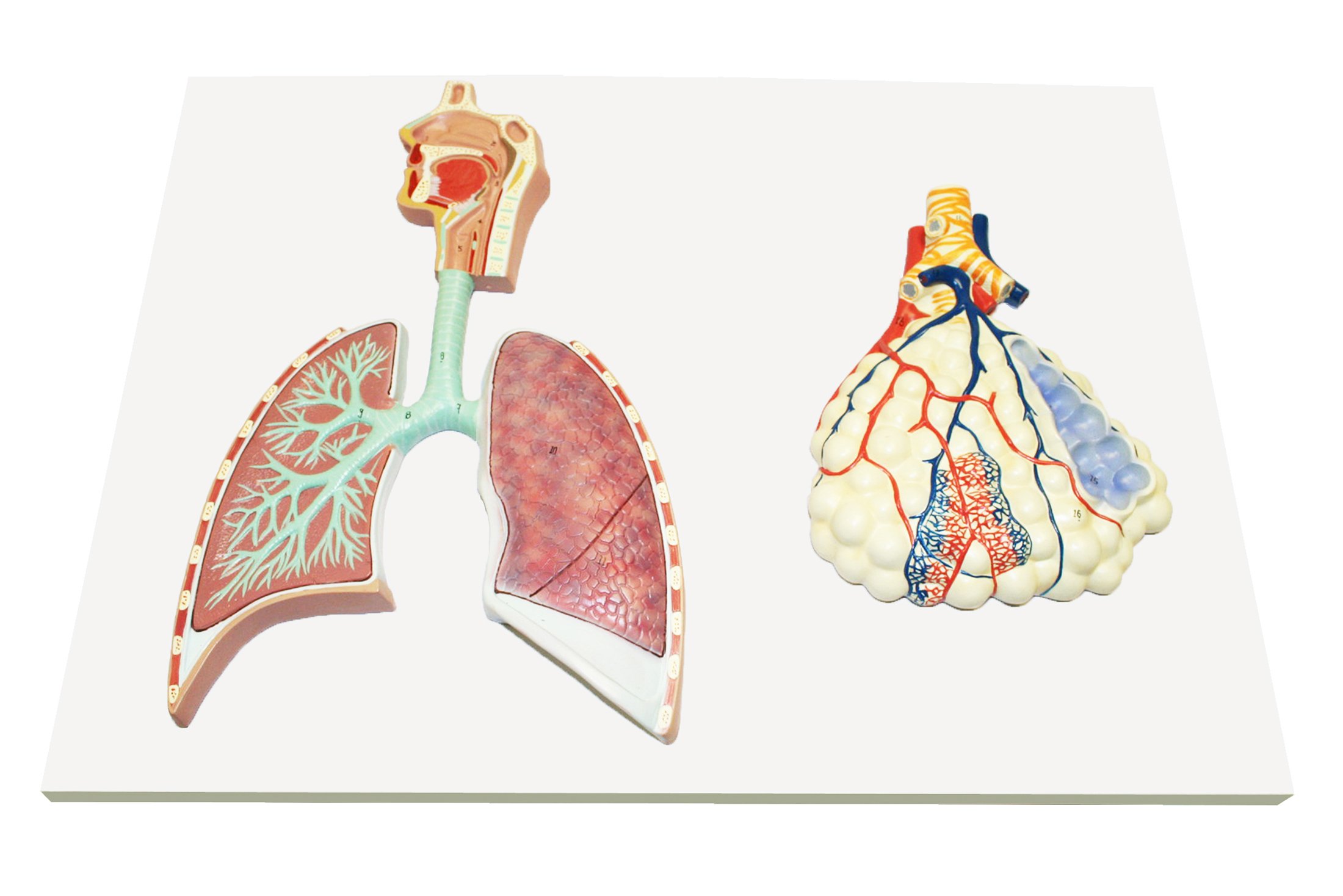 Jackson Global JS00110 Human Respiratory System with Magnified Alveoli | Key Anatomical Features Labelled with Accompanying Key Card