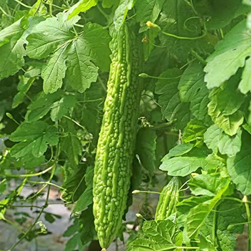 50 Pcs Non-GMO Bitter Gourd Seeds Bitter Melon Seeds Bitter Squash Seeds Balsam Pear