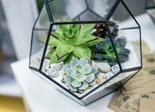 500pcs Mix Rare Succulent Seeds for Planting, DIY Bonsai Ornamental Plant Hardy Perennial
