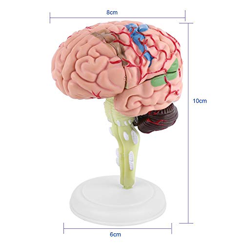 Disassembled Human Brain Model Structural Anatomy Medical Teaching Learning Tool