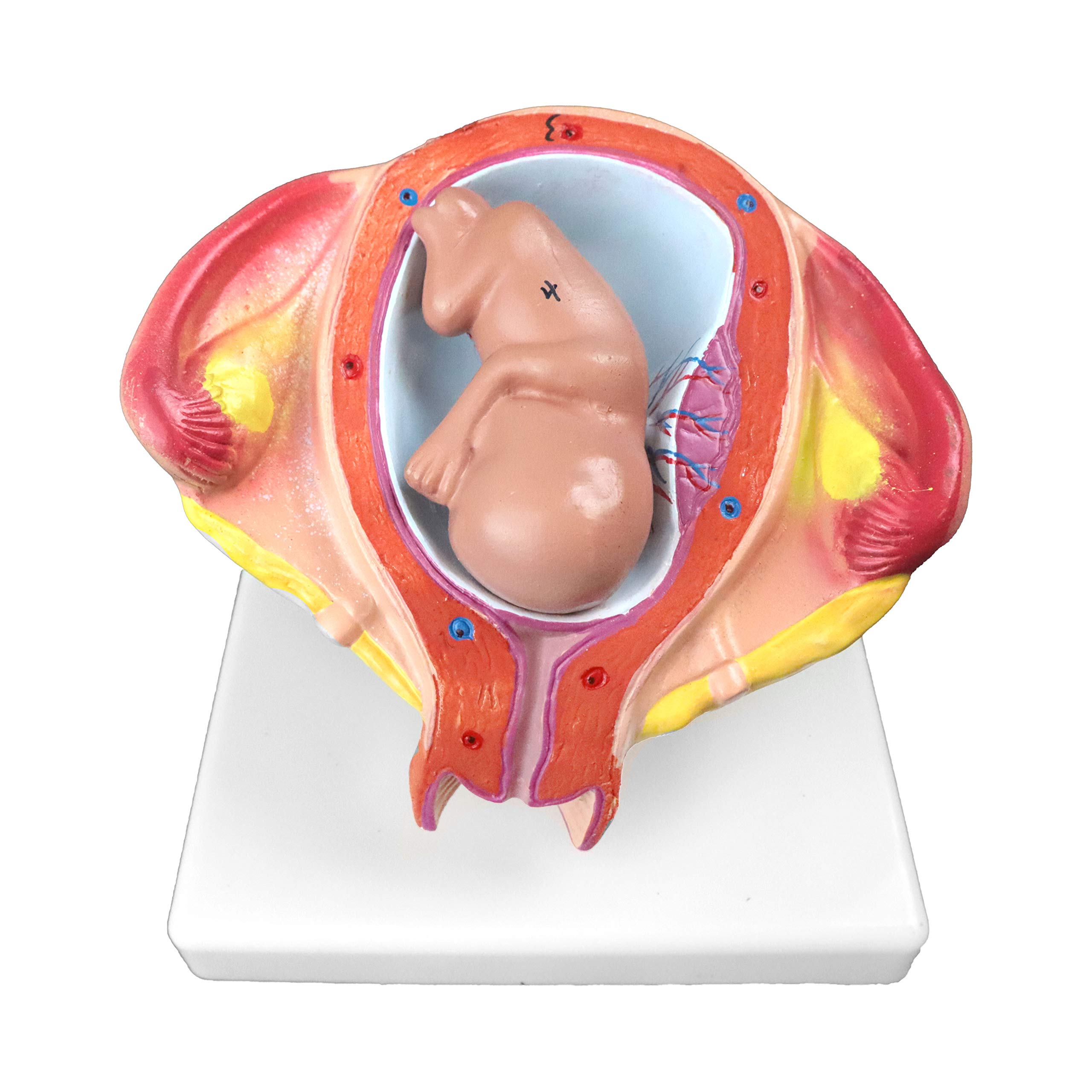 Jackson Global JS00073 Fetus Development Model | Set of 8 Models,14 Pieces in Total | Key Anatomical Features Labelled with Accompanying Key Card