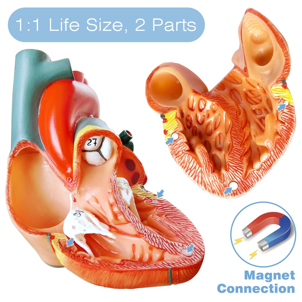 EVOTECH SCIENTIFIC Human Heart Model For Anatomy, 2 - Part Heart Models Anatomy Life Size Medical Heart Model for Classroom and Cardiology Study