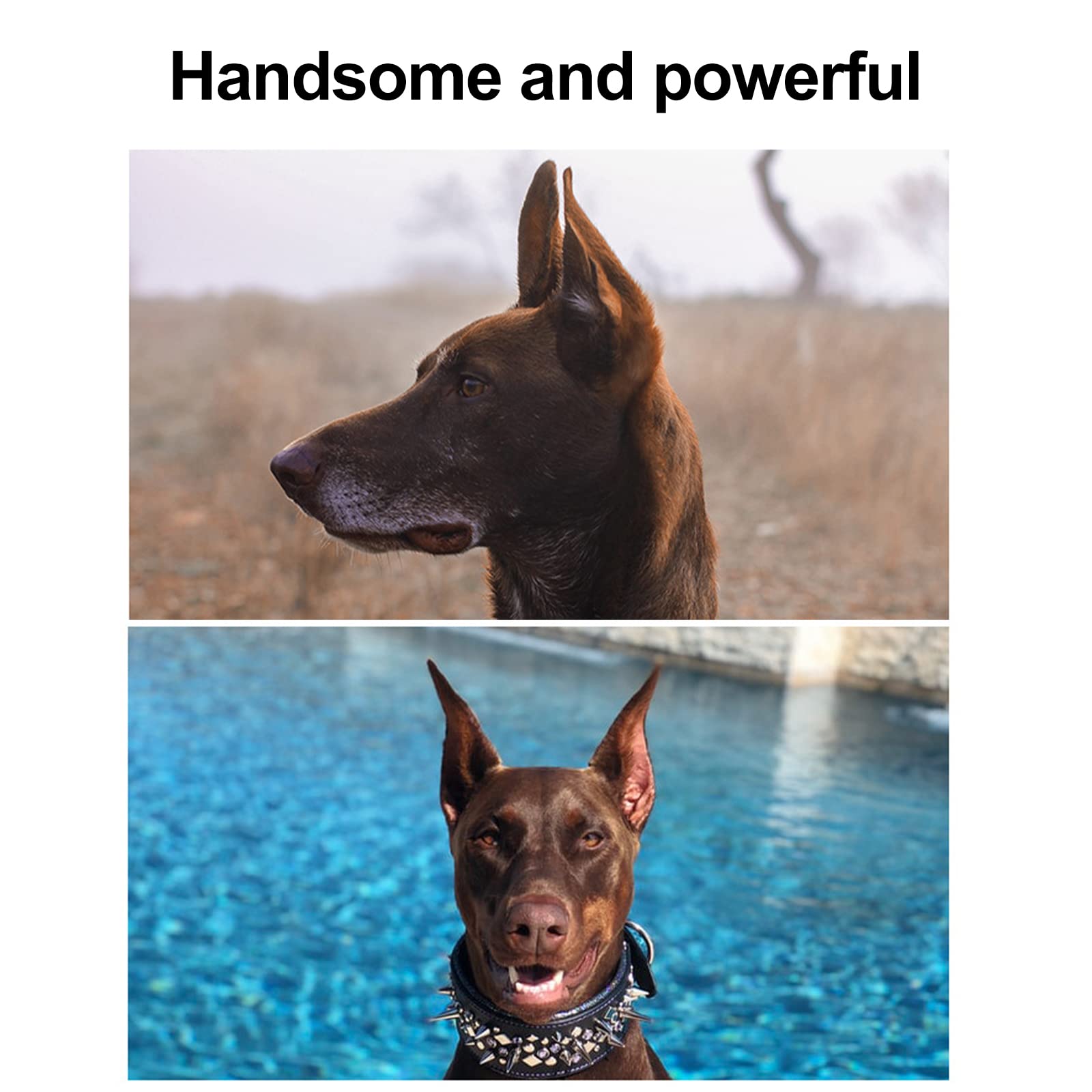 Dog Ear Stand Sticker Up Support Tool, Smaller Size Dog Ear Cover Ear Stand Up For Dogs Dog Ear Fixed Correction Vertical Holder Doberman Ear Posting Kit For Doberman Pinscher Dog Samoyed Great Dane