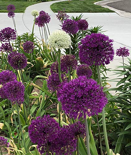 Allium Blend Purple - 30 Bulb Pack - 4 to 6 Inch Diameter Flower | Allium Bulb Grows to 28-32" Tall | Allium Bulbs, Easy to Grow