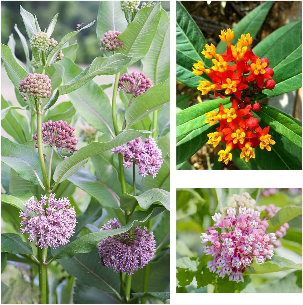 800+ Milkweed Seeds for Monarch Butterflies Heirloom Non-GMO Untreated, Butterfly Milkweed Seeds for Planting Home Garden