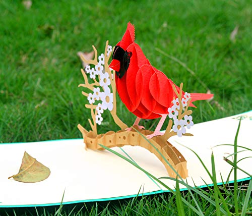 CUTPOPUP Mother's Day, Birthday Card Pop Up, 3D Greeting Card (Red Cardinal)