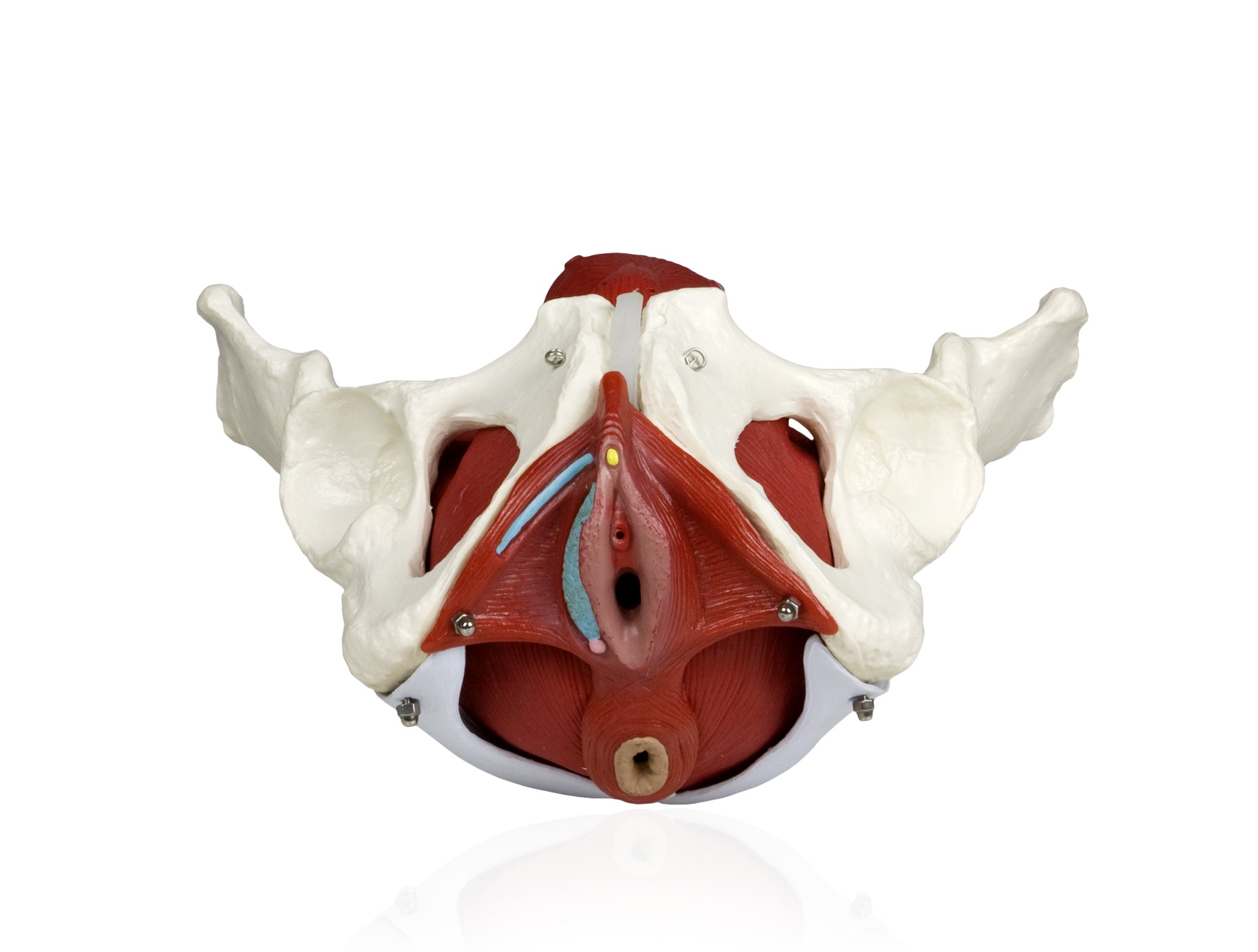 Jackson Global JS00024 Female Pelvis with Organs | Removable Organs Include Uterus, Colon and Bladder | Includes Detailed Instruction Manual