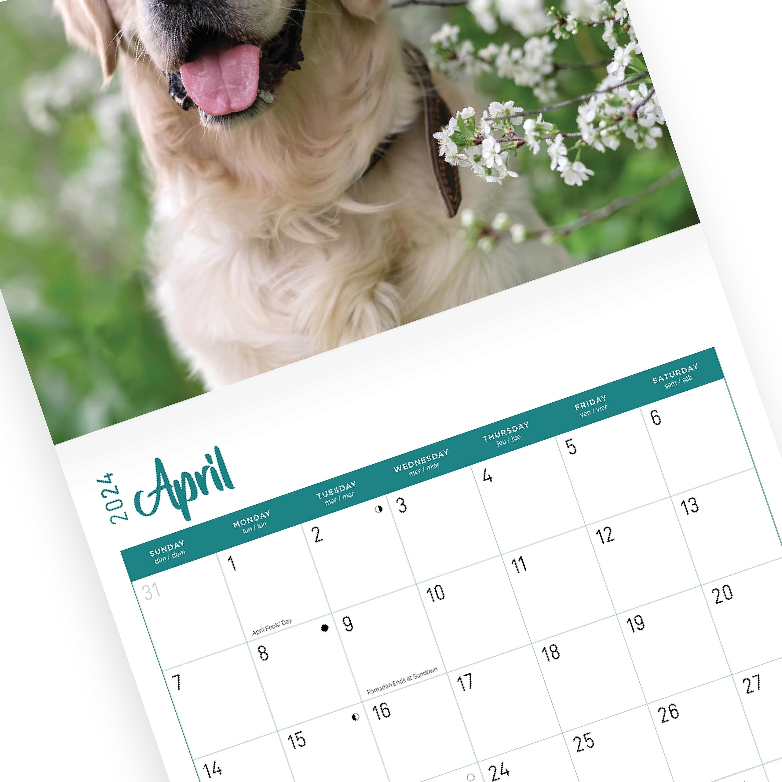 2024 Golden Retrievers Monthly Wall Calendar by Bright Day, 12 x 12 Inch Cute Dog Breed Gift