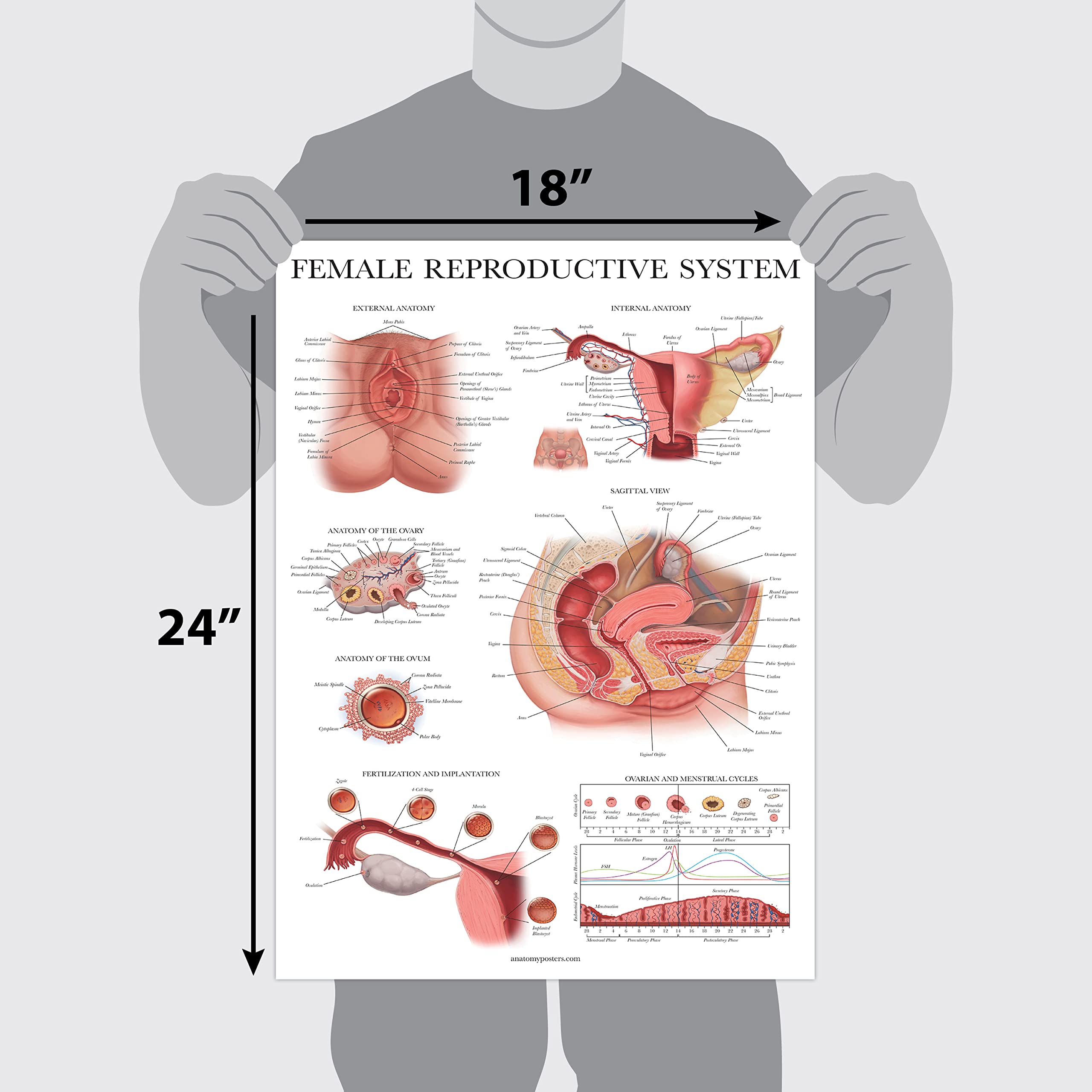 Palace Learning Laminated Female Reproductive System Anatomical Chart - Female Anatomy Poster - 18" x 24"