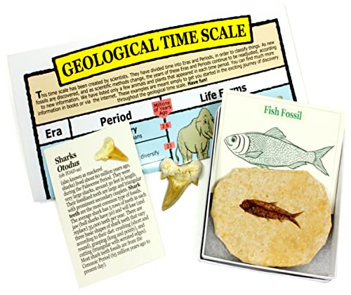 DANCING BEAR Fossil Collection Set, 20 Real Premium Specimens: Trilobite, Ammonite, Fish Fossil, Shark Tooth, Petrified Wood, Dinosaur Bone, Fossil Book, Time Scale, ID Cards, STEM Science Kit
