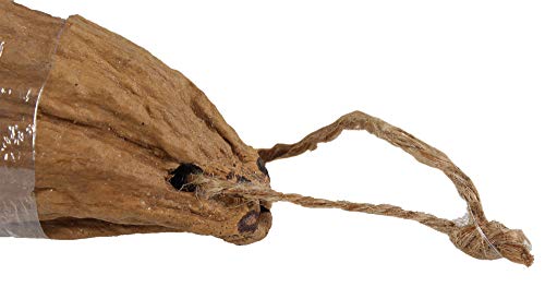 Penn-Plax Kapok Pod for Birds and Small Animals – Meets and Satisfies The Various Chewing and Nesting Needs of Tiny Critters