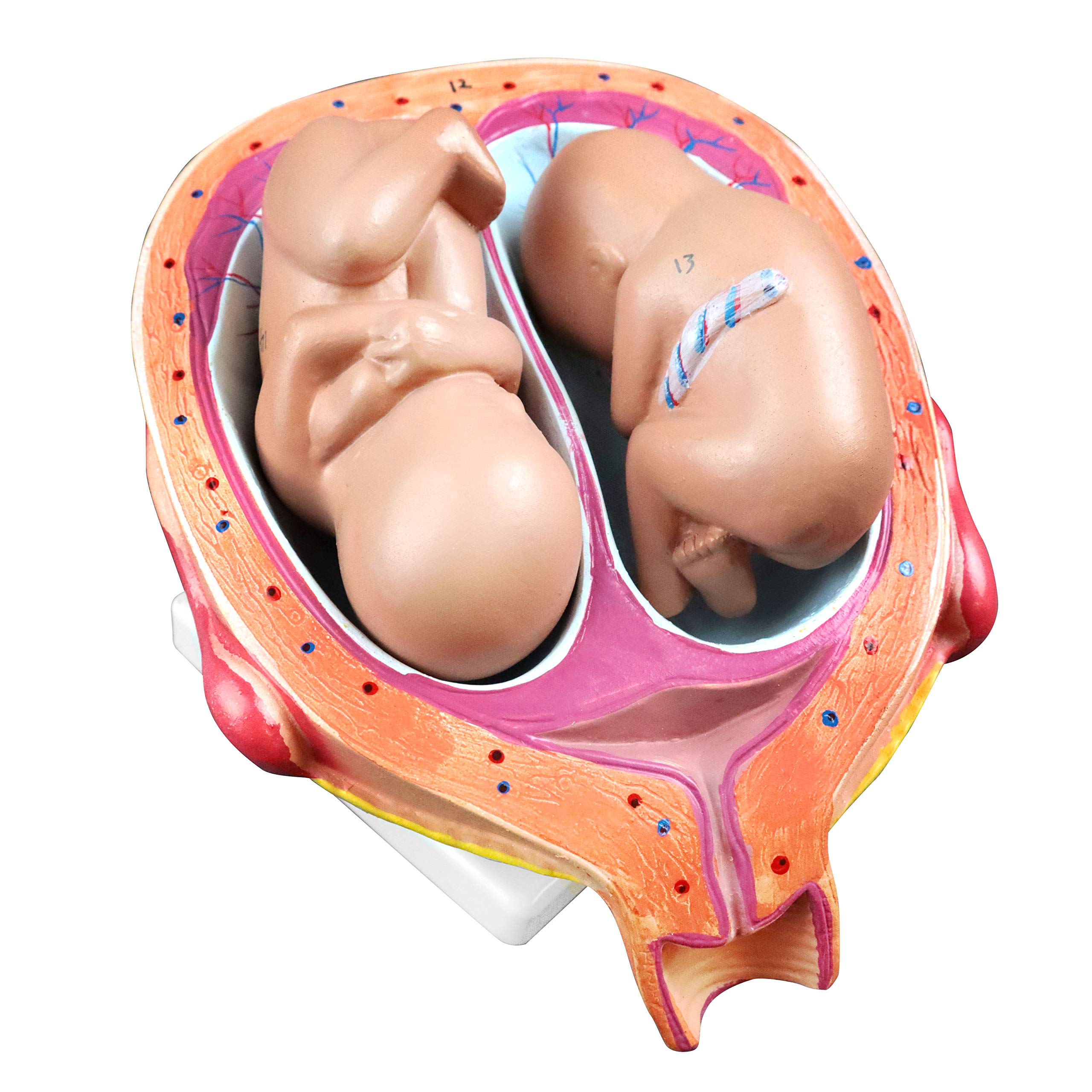 Jackson Global JS00073 Fetus Development Model | Set of 8 Models,14 Pieces in Total | Key Anatomical Features Labelled with Accompanying Key Card