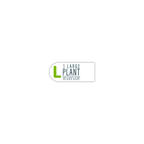 GloFish Mangrove Green Tree Plant Fluorescent Under Blue LED Light Aquarium Decor