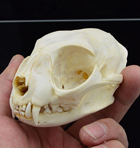 Hot Raccoon Skull Taxidermy Supplies Art Bone Vet Medicine 1:1 Lucky Cat