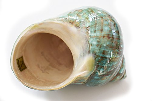 Extra Large Polished Jade Turbo (3" - 3 1/2") 1 1/2" Opening Beach Crafts Nautical Decor Large Hermit Crabs - Florida Shells and Gifts