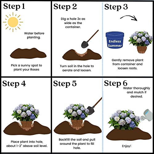 Endless Summer Original Hydrangea, 1 Gal, Blue
