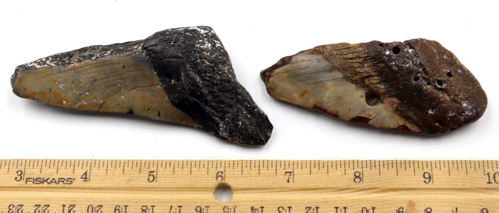 Megalodon Teeth Lot of 6 Fossils w/6 info Cards Shark #15666 25o