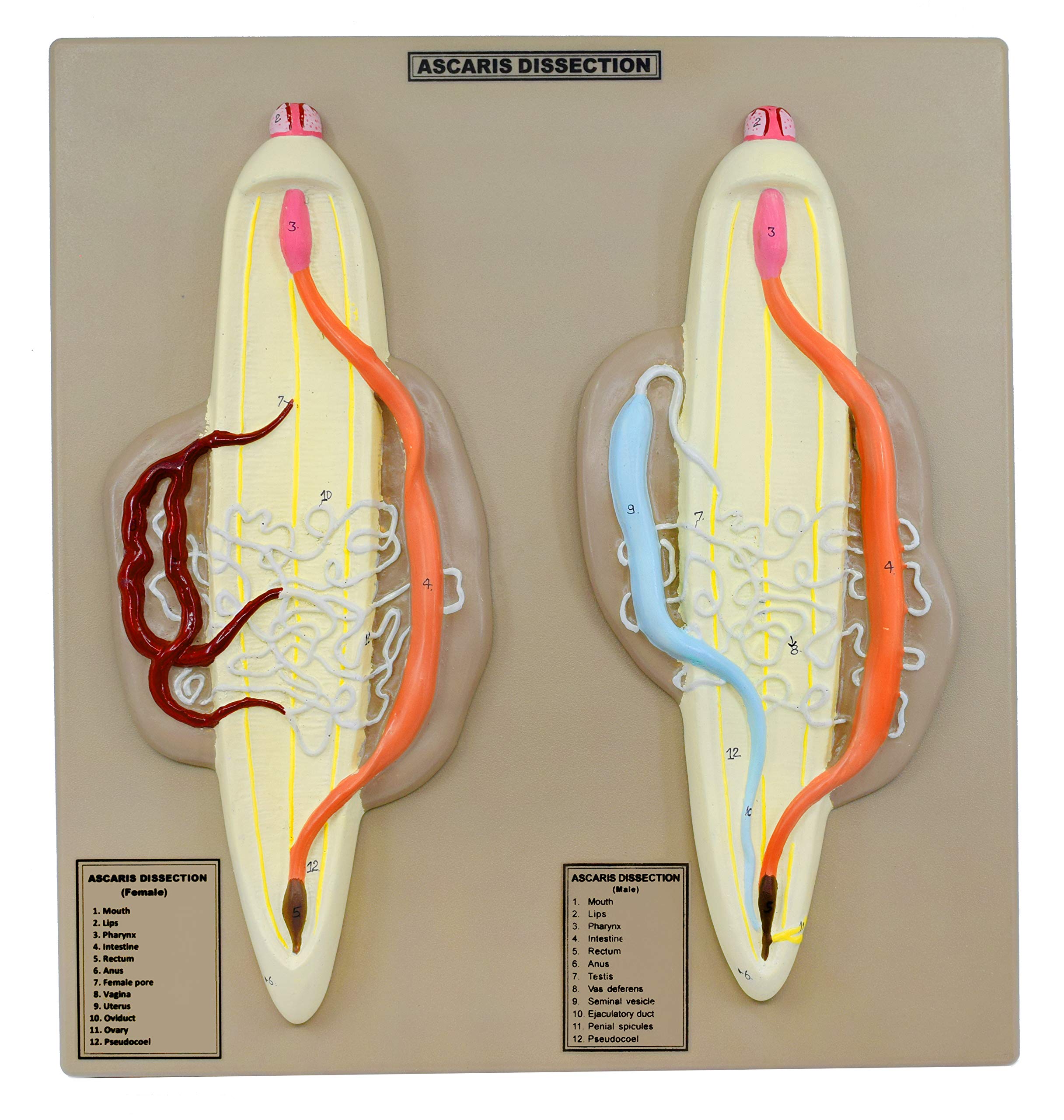 EISCO Ascaris Model, Male & Female - Enlarged, Dissection with Hand Painted Details - Mounted on Base, 14" x 13"