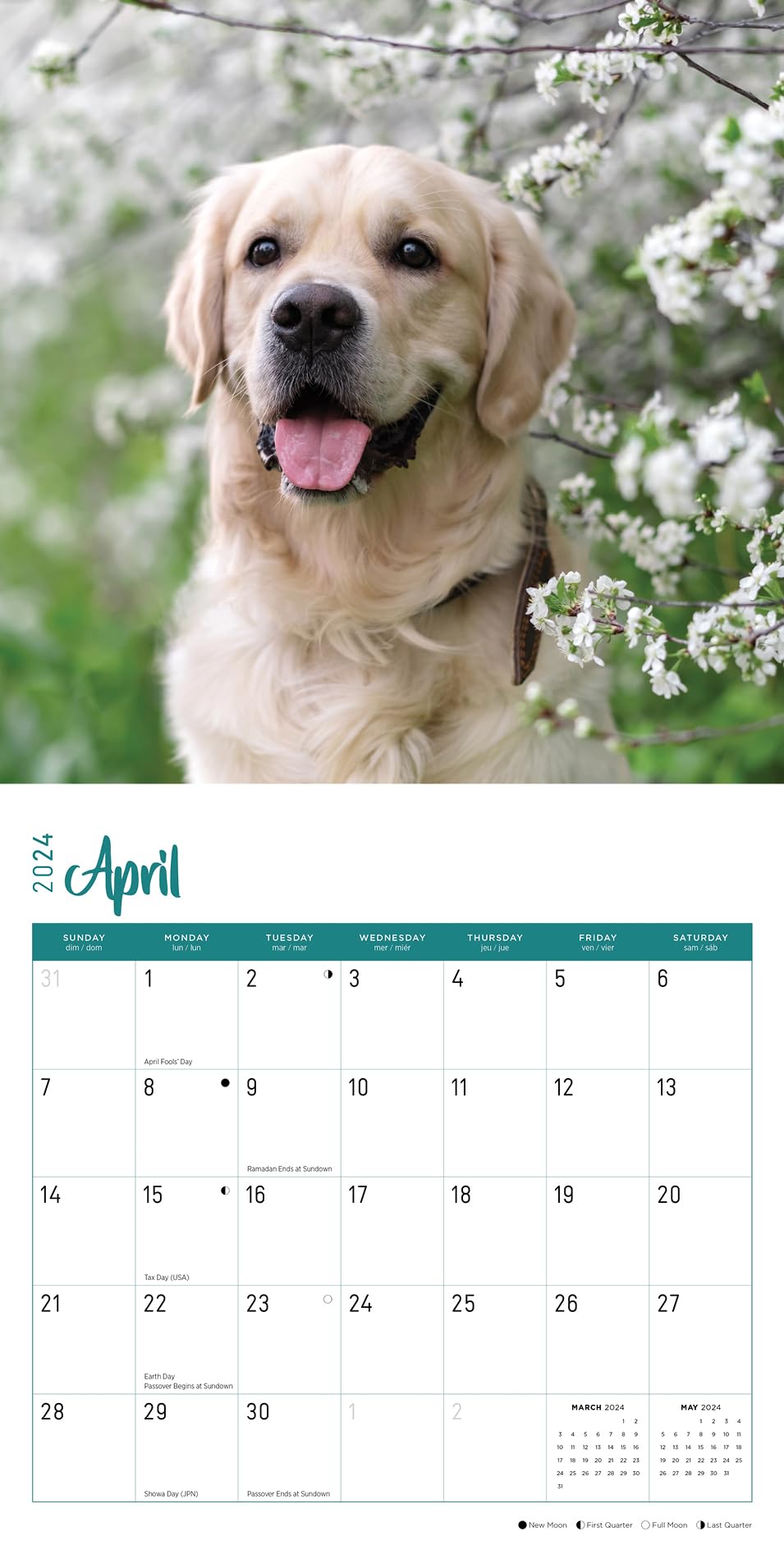 2024 Golden Retrievers Monthly Wall Calendar by Bright Day, 12 x 12 Inch Cute Dog Breed Gift
