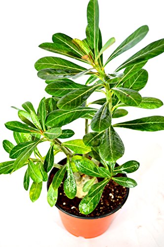 9GreenBox - Desert Rose Bonsai - Ship Bare Root