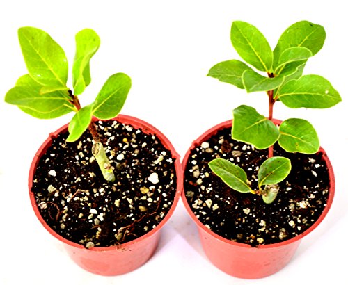 9GreenBox -2 Set Bay Laurel Herb - 4" Pot Total 2 4" Pot